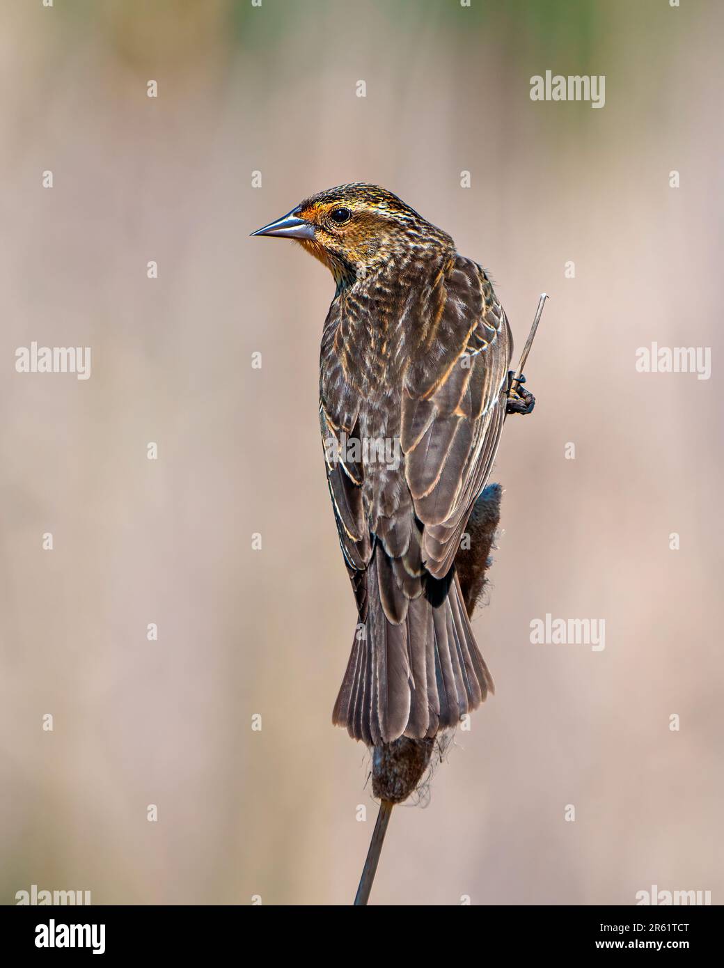 Red-Winged Blackbird female close-up rear view, perched on a twig with ...