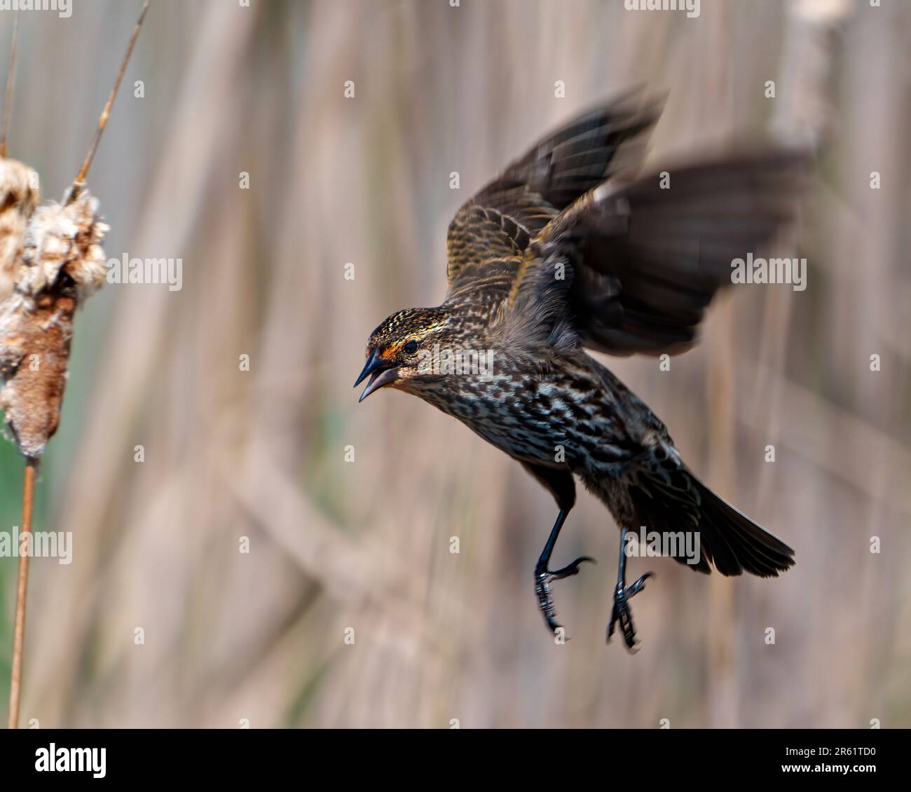 Red-Winged Blackbird female close-up, flying with open wings with blur ...