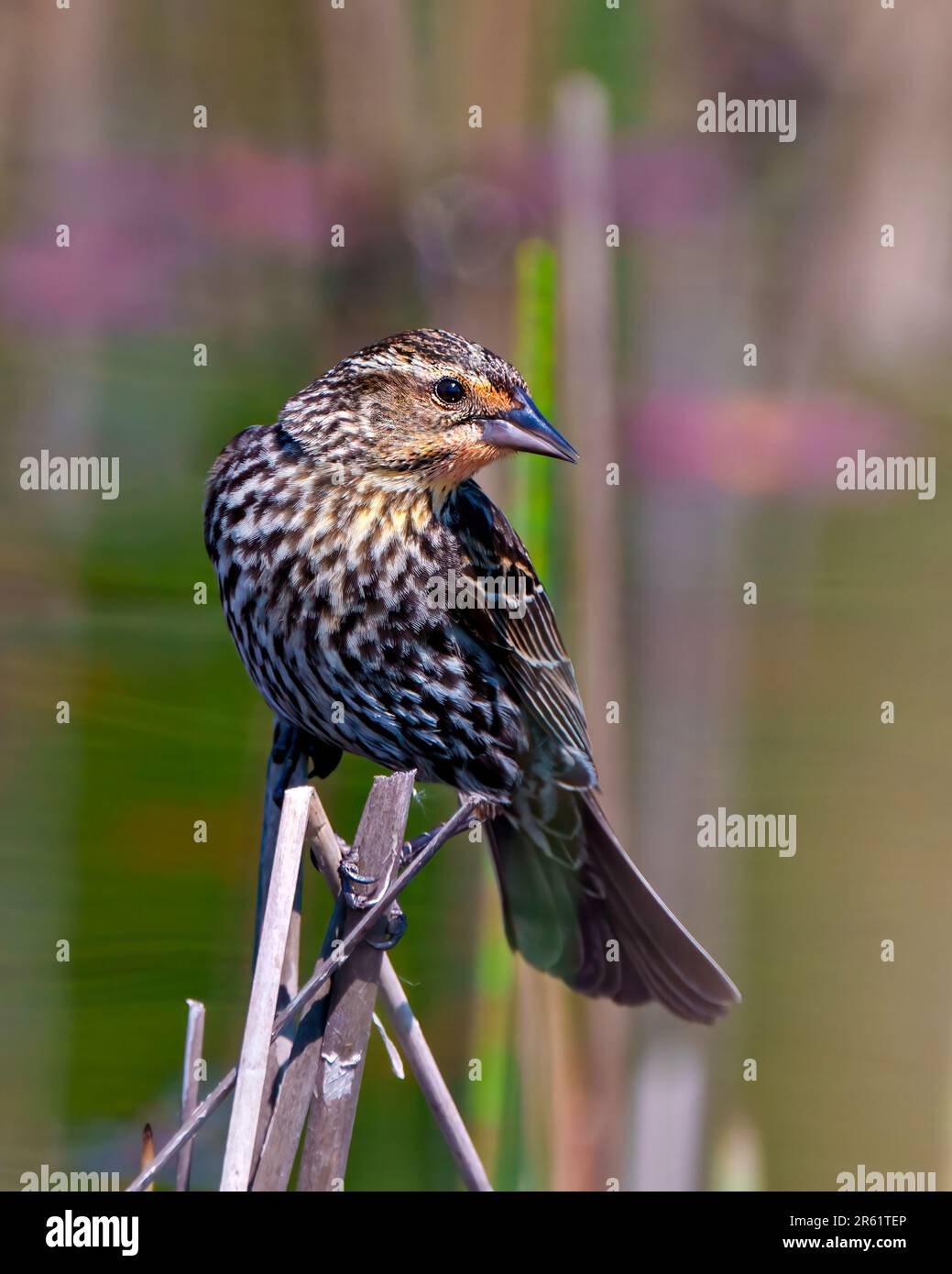 Red-Winged Blackbird female close-up front view, perched on a twig with ...