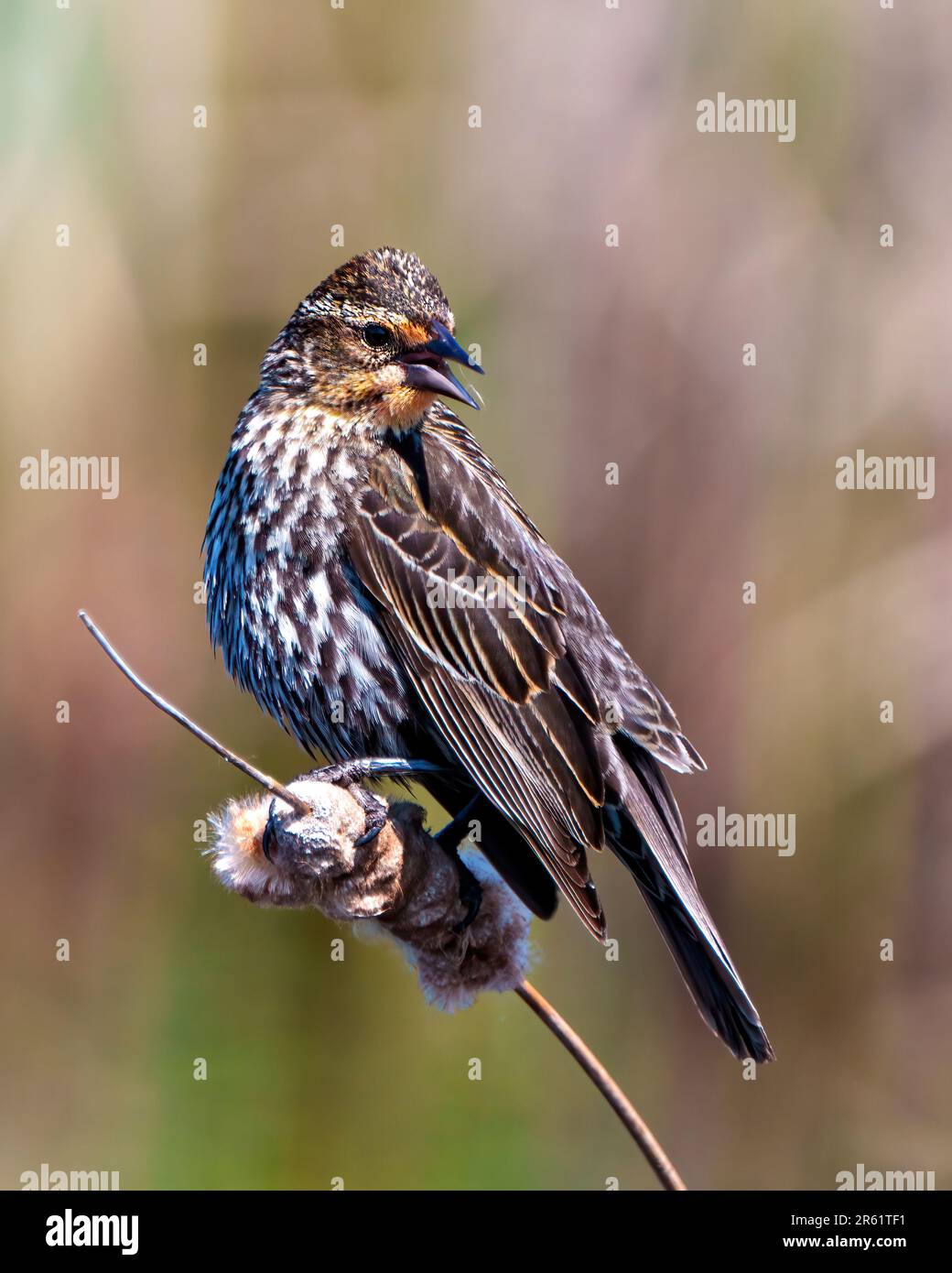 Red-Winged Blackbird female close-up side view, perched on a cattail ...