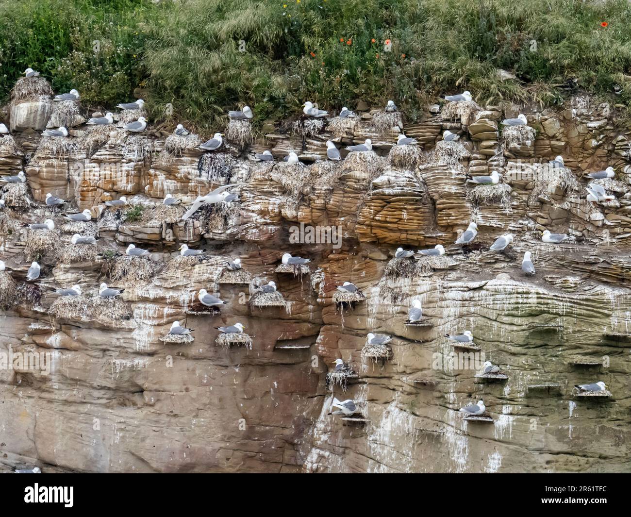 Using artificial hi-res stock photography and images - Alamy