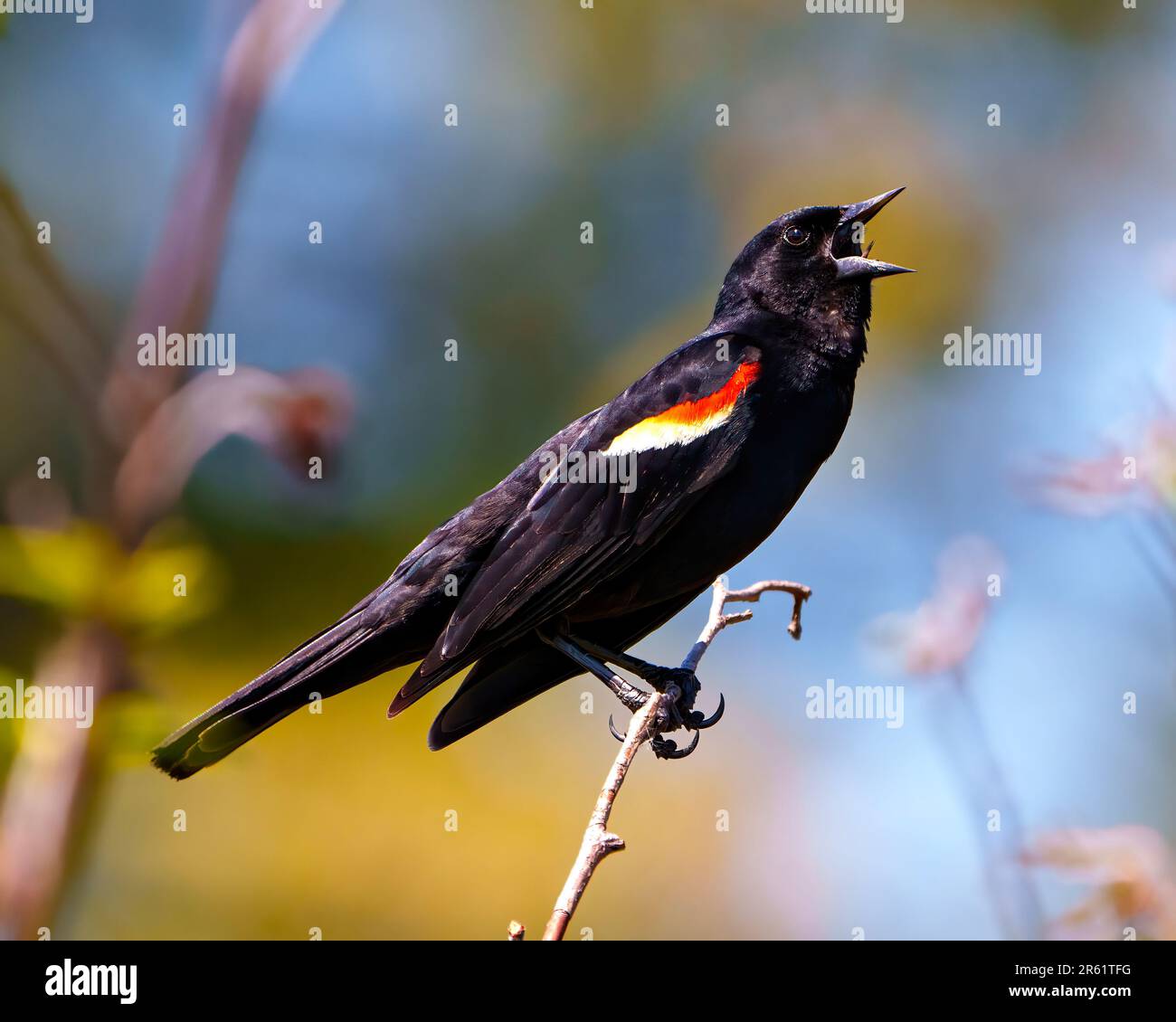 Red-Winged Blackbird male close-up side view, perched on a twig with ...