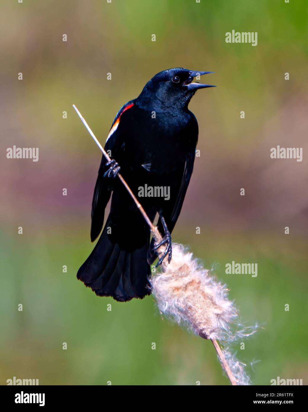 Red-Winged Blackbird male close-up front view, perched on a cattail ...