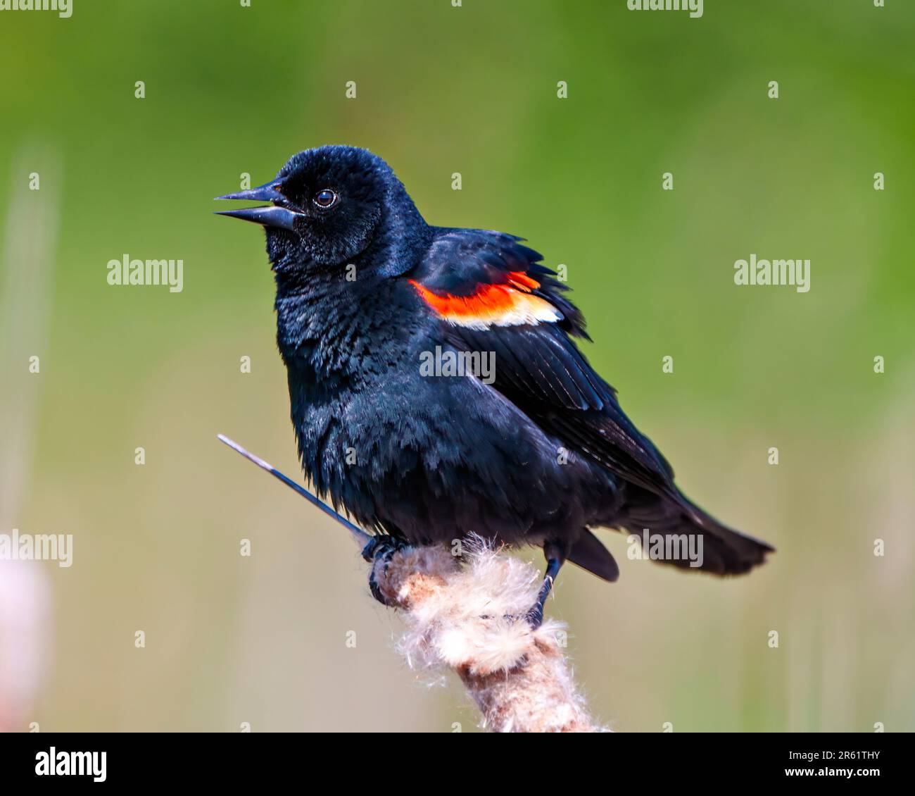 Red-Winged Blackbird male close-up side view, perched on a cattail ...