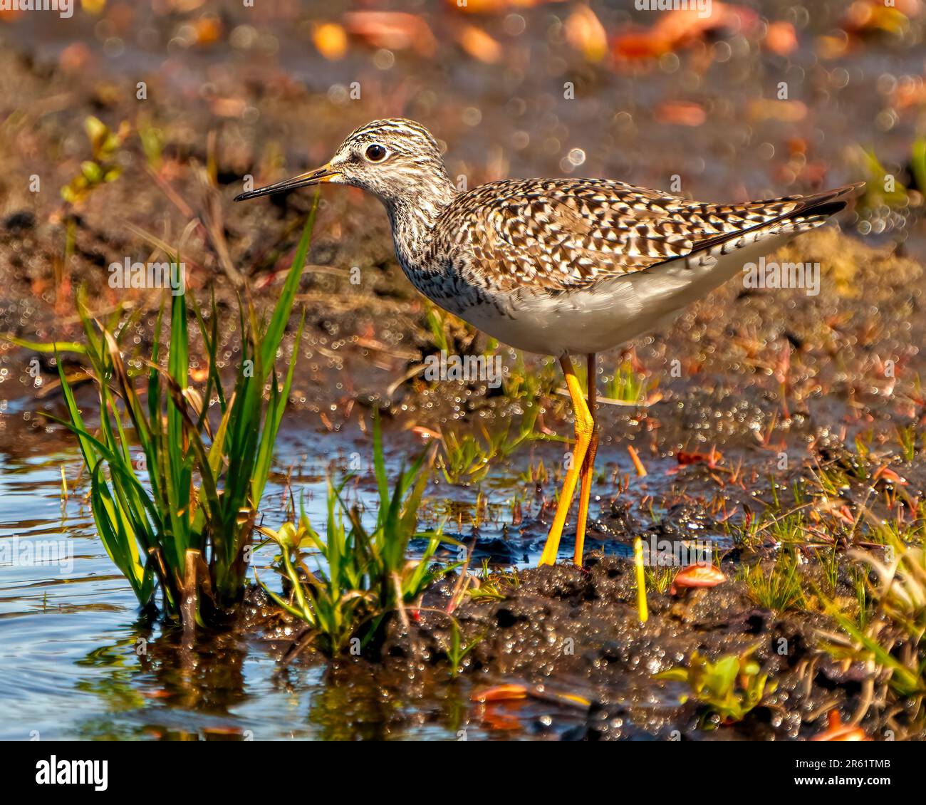 Common Sandpiper close-up side view foraging for food in its marsh ...
