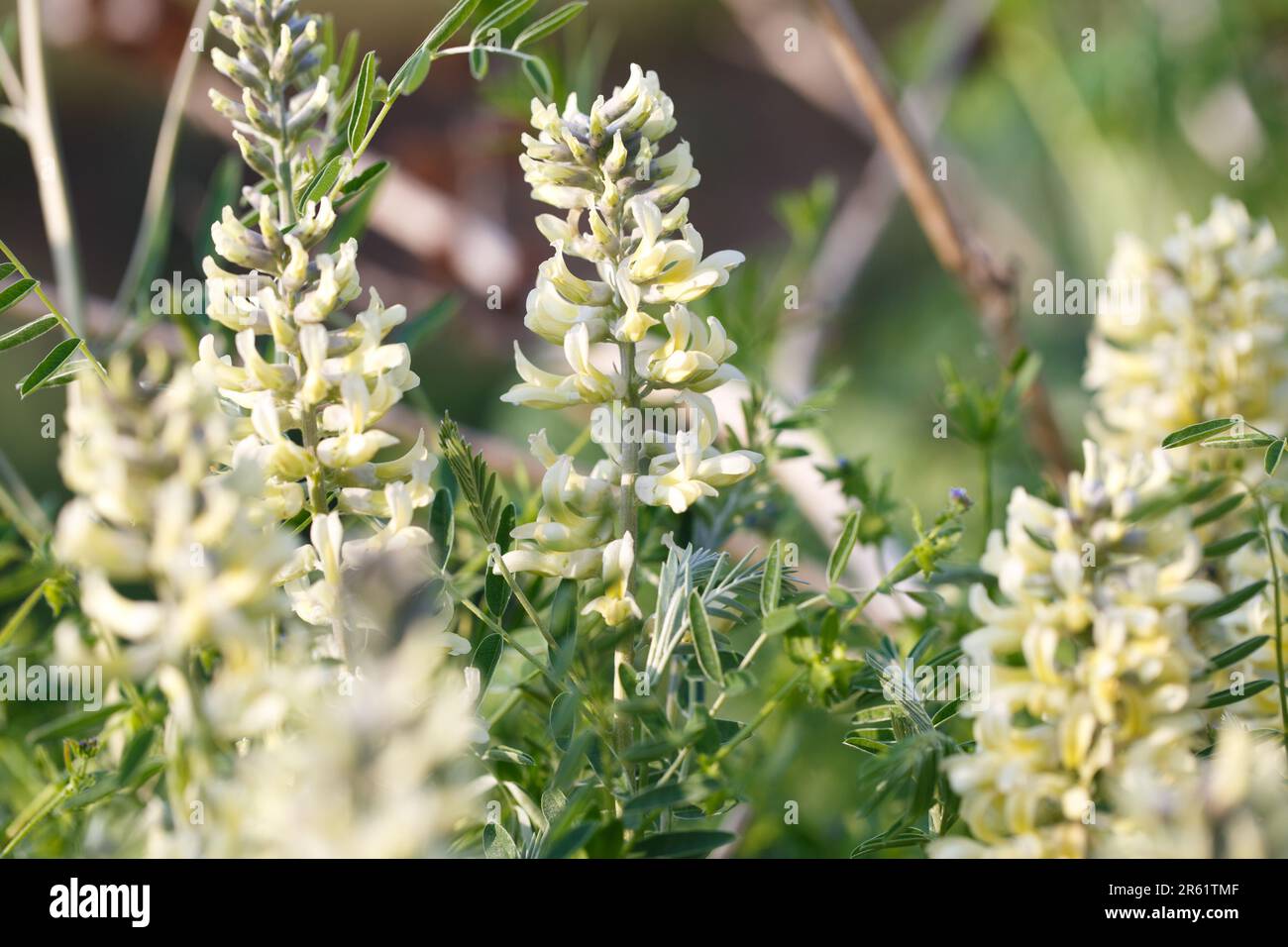 Sophora foxtail, Sophora alopecuroides, Sophora vulgaris, perennial ...