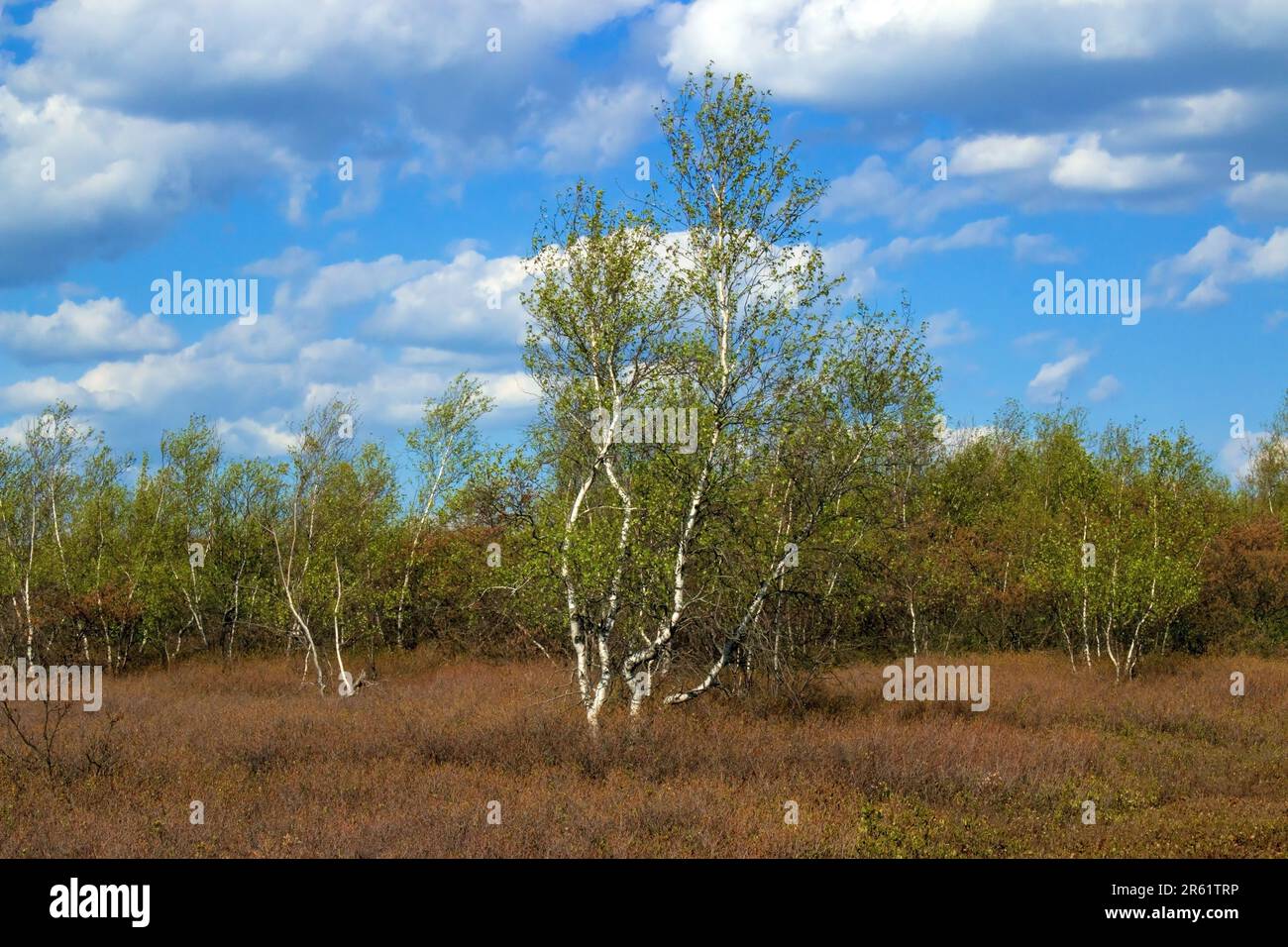 Gray Birch grown on the Moosic Mountain heath barren , Pennsylvania in ...