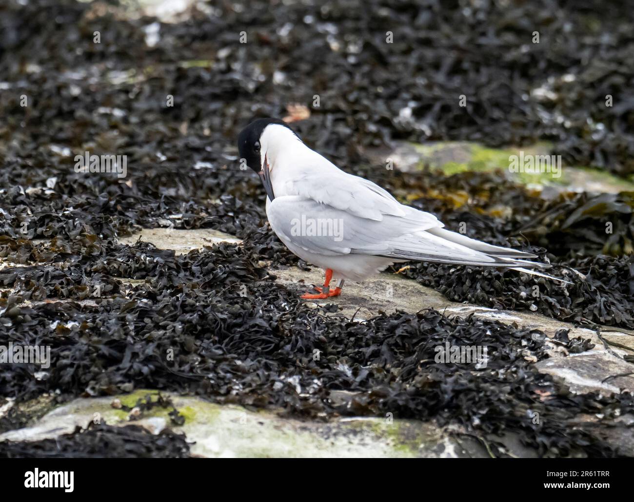 Europes rarest seabird a Roseate Tern, Sterna dougallii, on Coquet ...