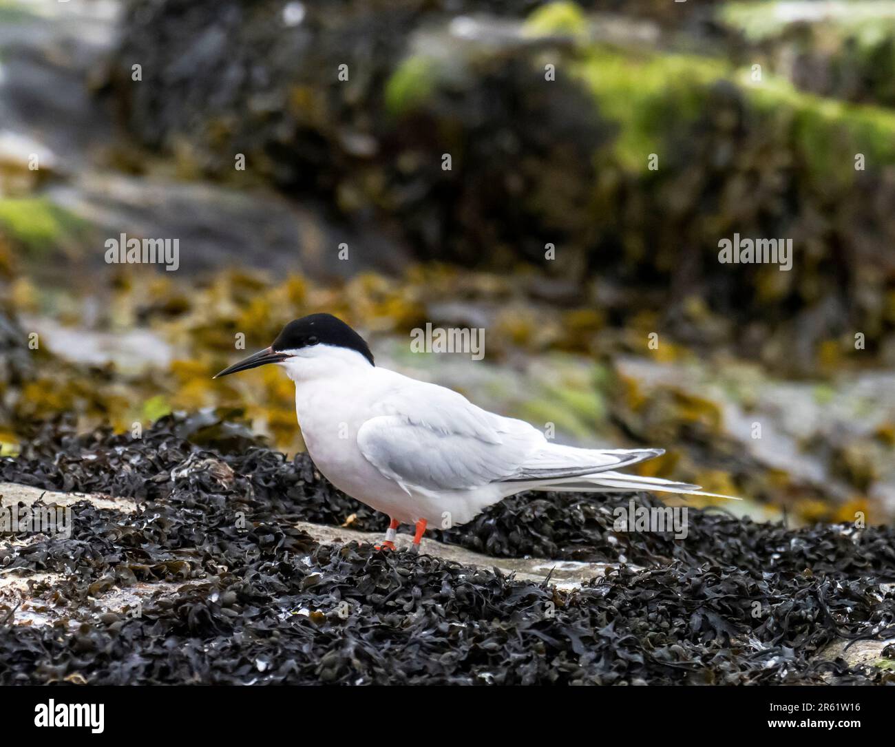 Europes rarest seabird a Roseate Tern, Sterna dougallii, on Coquet ...