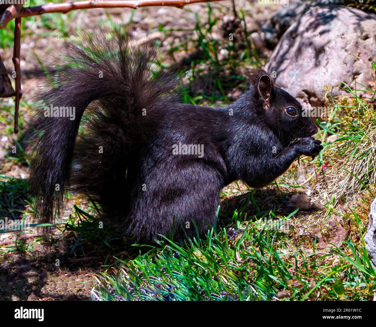 Black Squirrel close-up side view standing on the ground with moss and ...