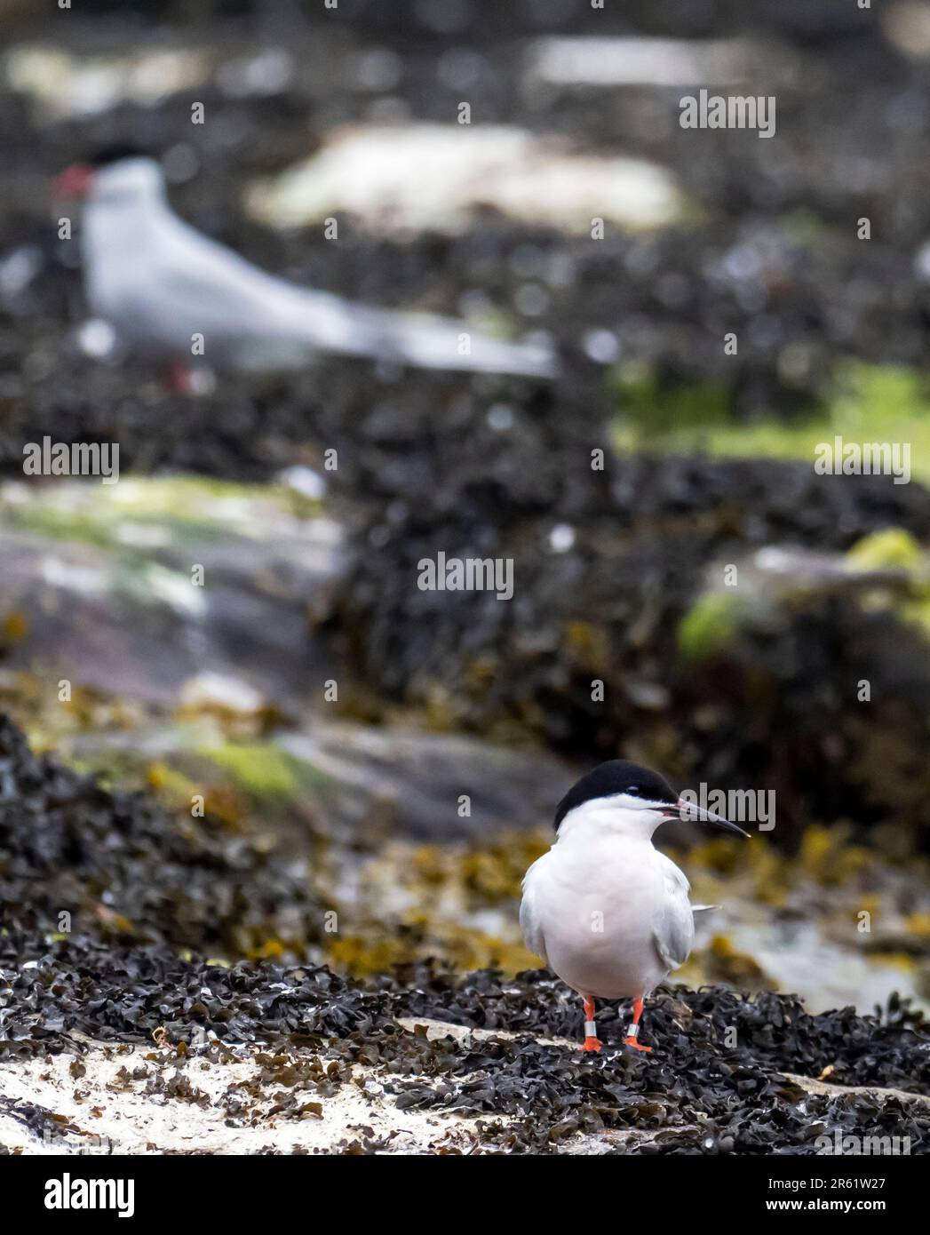 Europes rarest seabird a Roseate Tern, Sterna dougallii, on Coquet ...