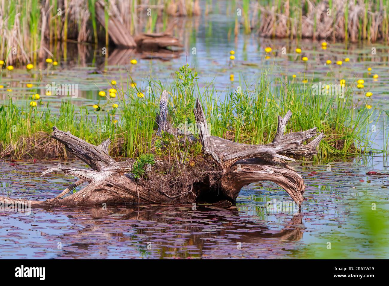 Old wooden tree stump with the new growth germ on the stump in the ...