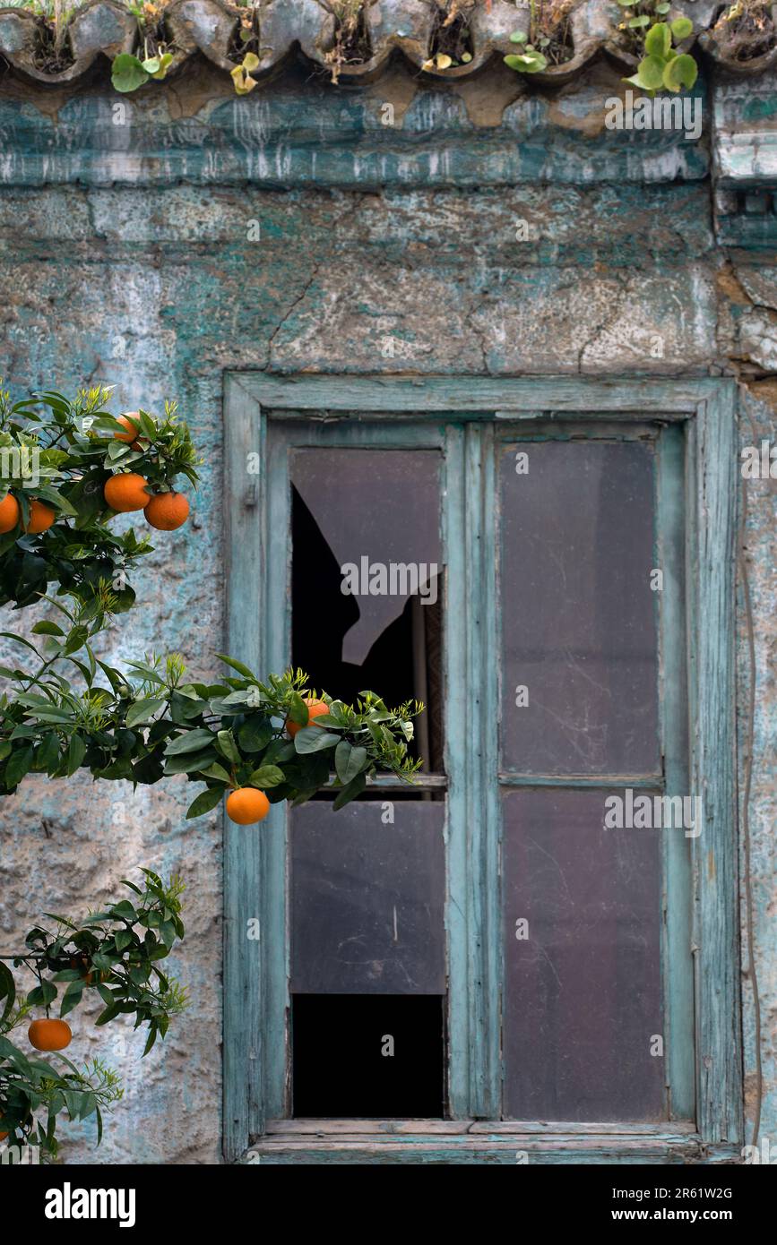 A wooden window frame with broken glass and a lush tree outside of it ...
