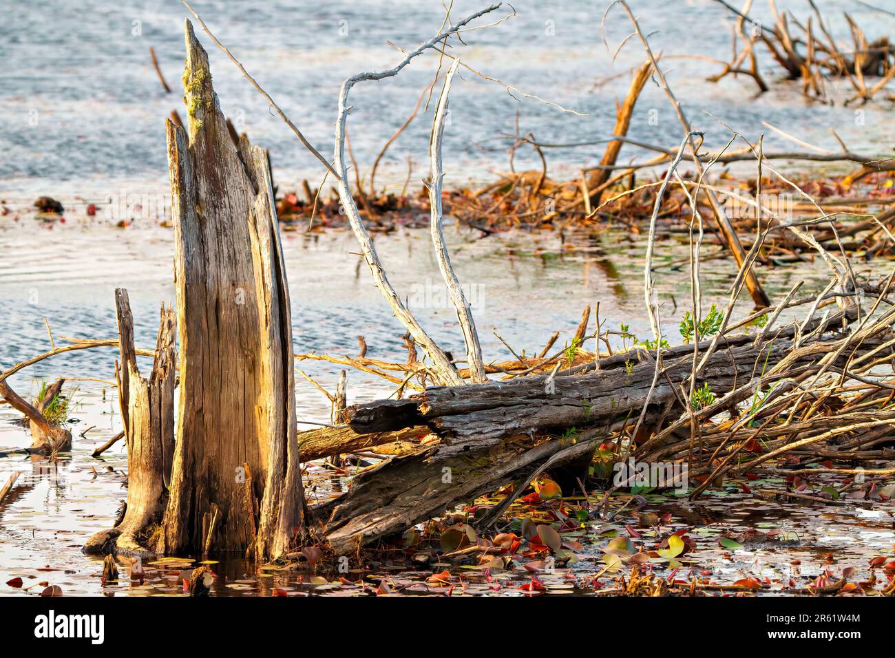 Old wooden tree stump with the new growth germ on the stump in the ...