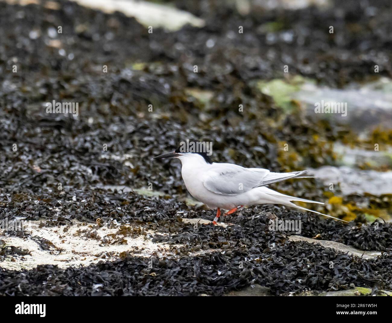 Europes rarest seabird a Roseate Tern, Sterna dougallii, on Coquet ...