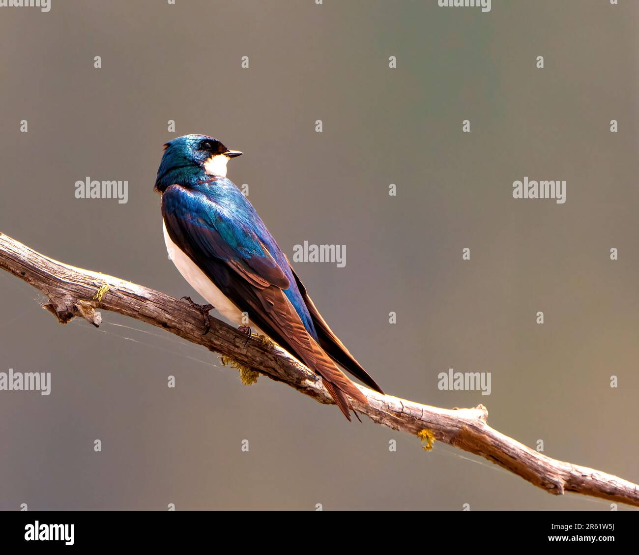 Swallow close-up side view perched on a moss branch with colourful ...
