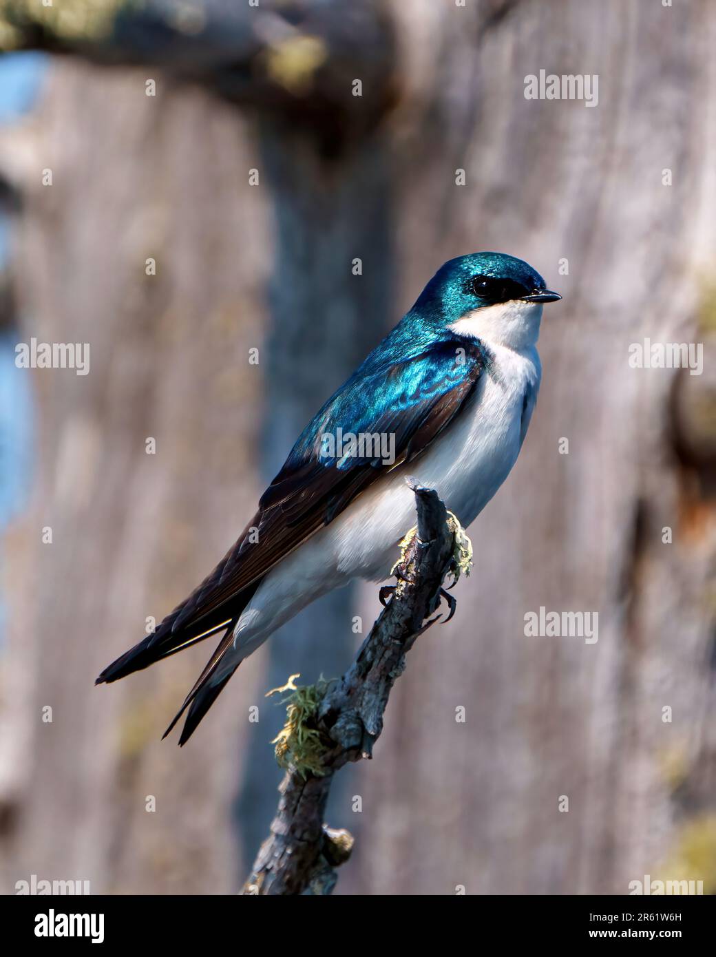 Swallow close-up side view perched on a moss tree branch with a blur ...