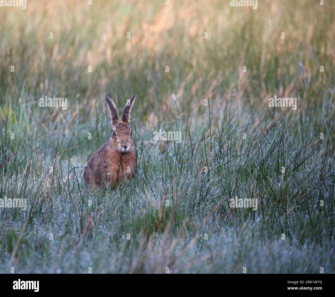 Young hare in a meadow hi-res stock photography and images - Alamy