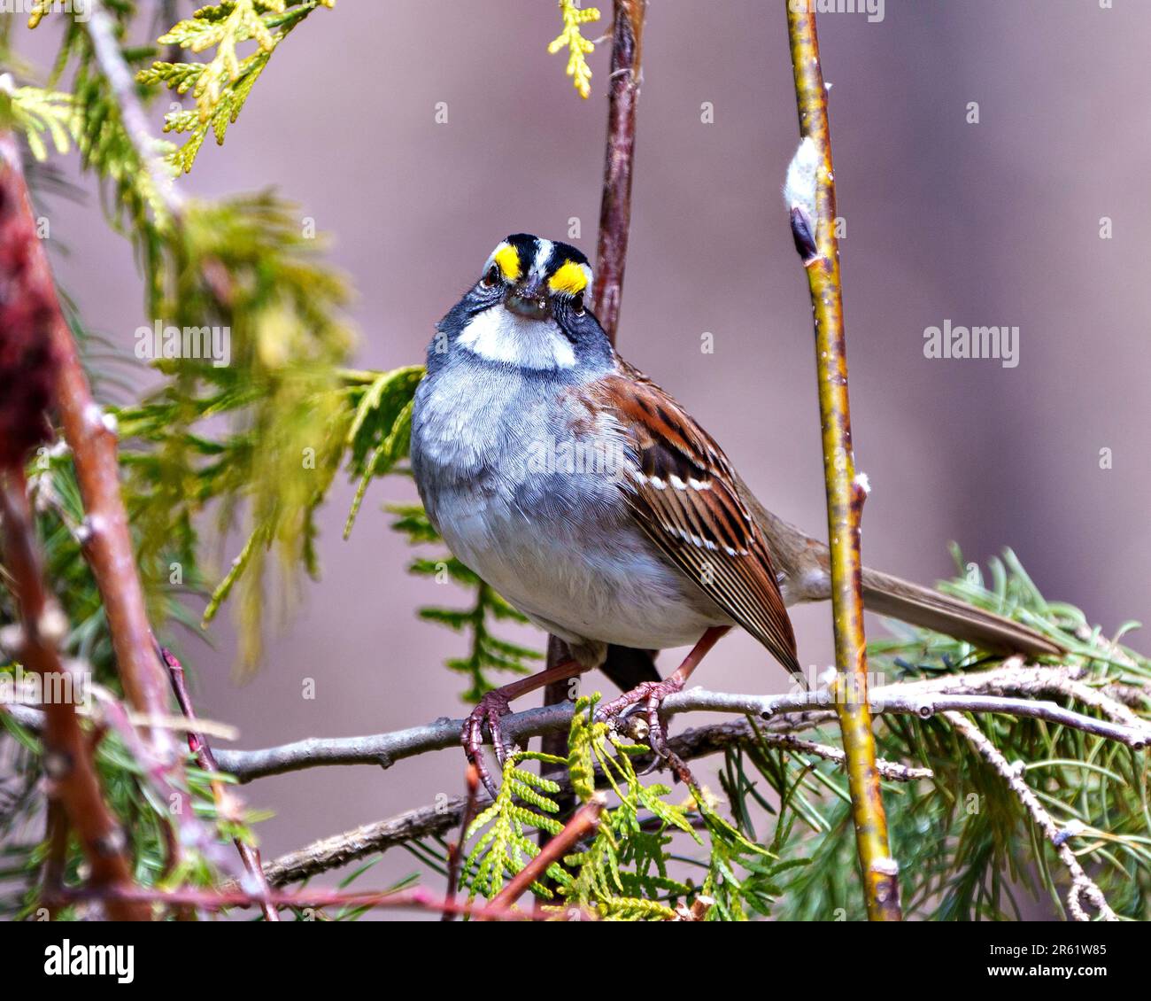 White-crowned Sparrow close up front view perched on a branch with ...