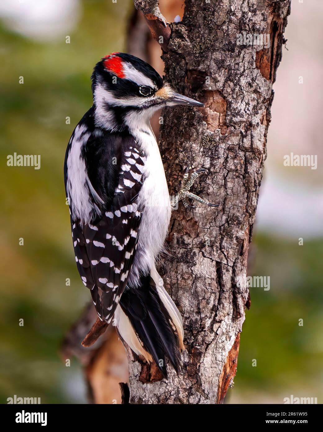 Woodpecker close-up profile view male clinging to a tree trunk with a ...