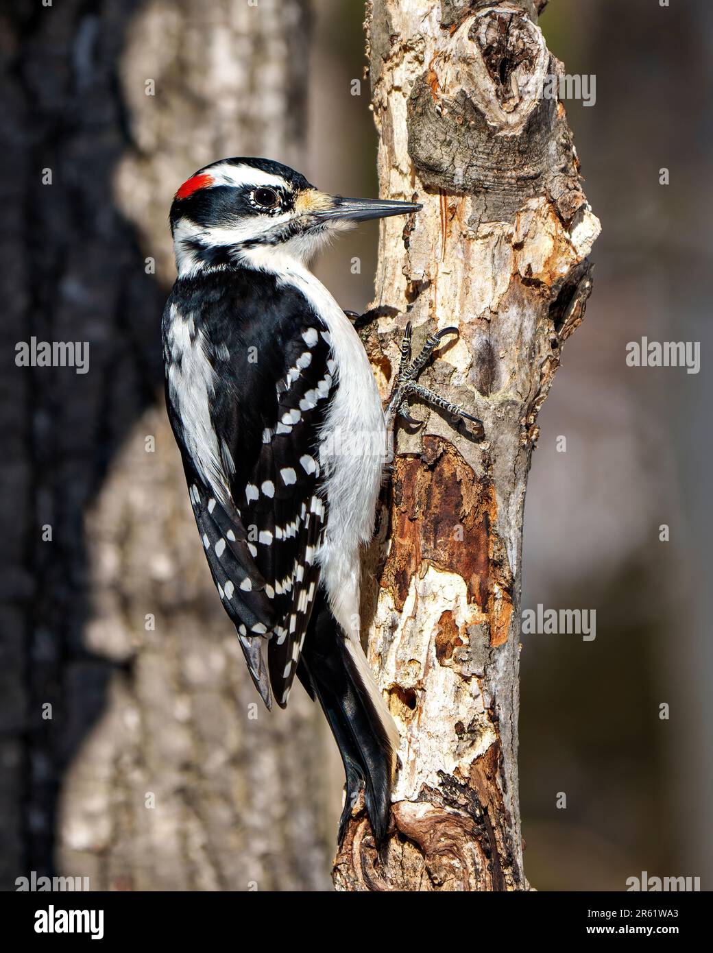 Woodpecker male close-up side view climbing a death tree branch with a ...
