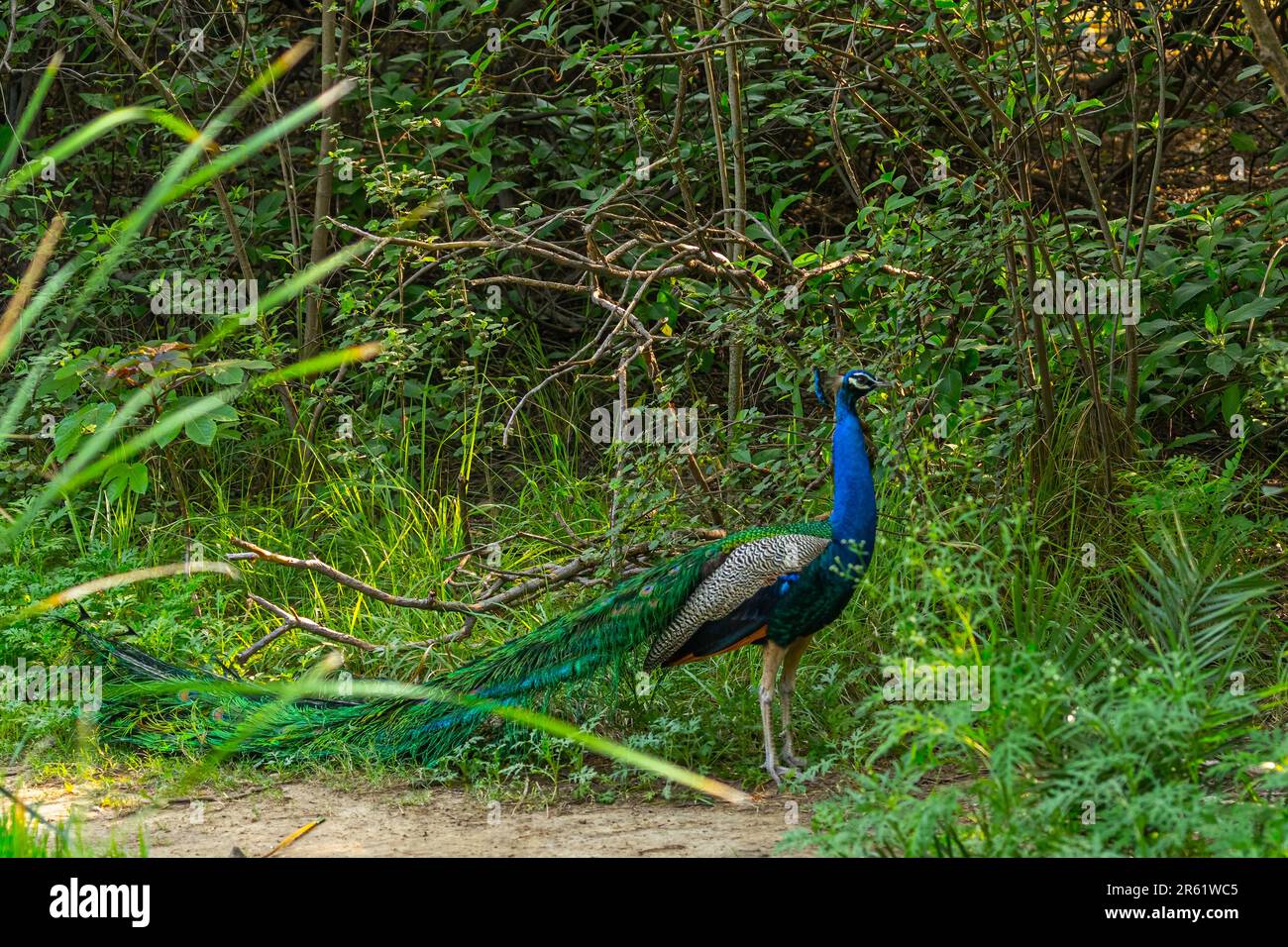 A Peacock running towards bushes in forest Stock Photo - Alamy
