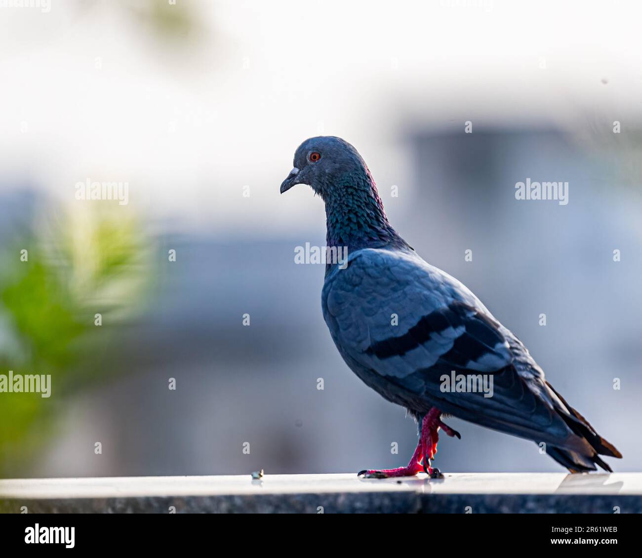 A pigeon moving on one leg Stock Photo - Alamy