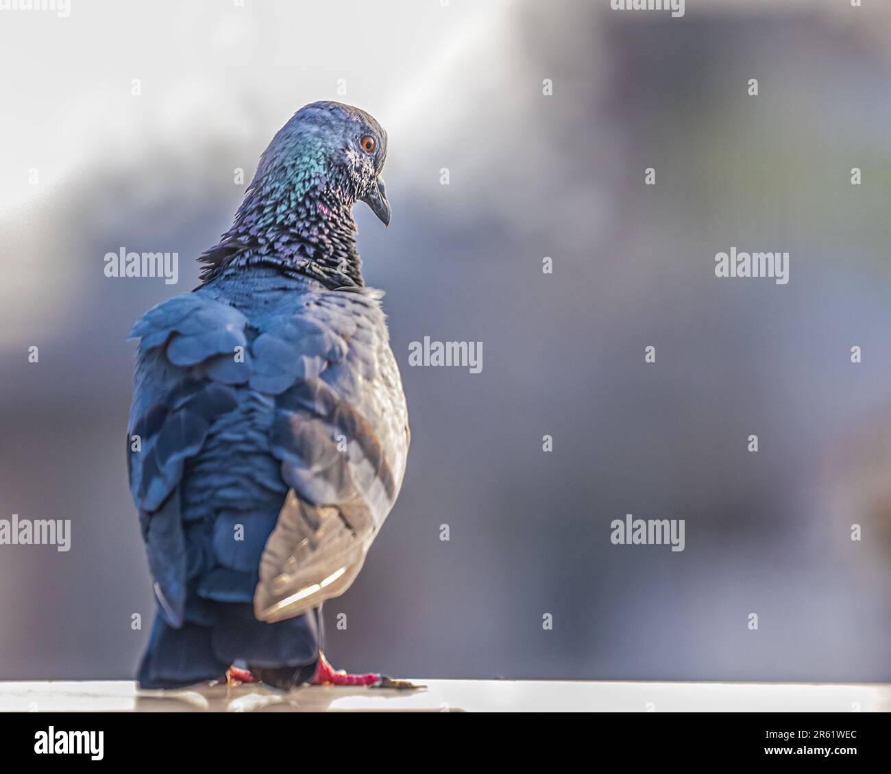 A Pigeon sitting on a wall Stock Photo - Alamy