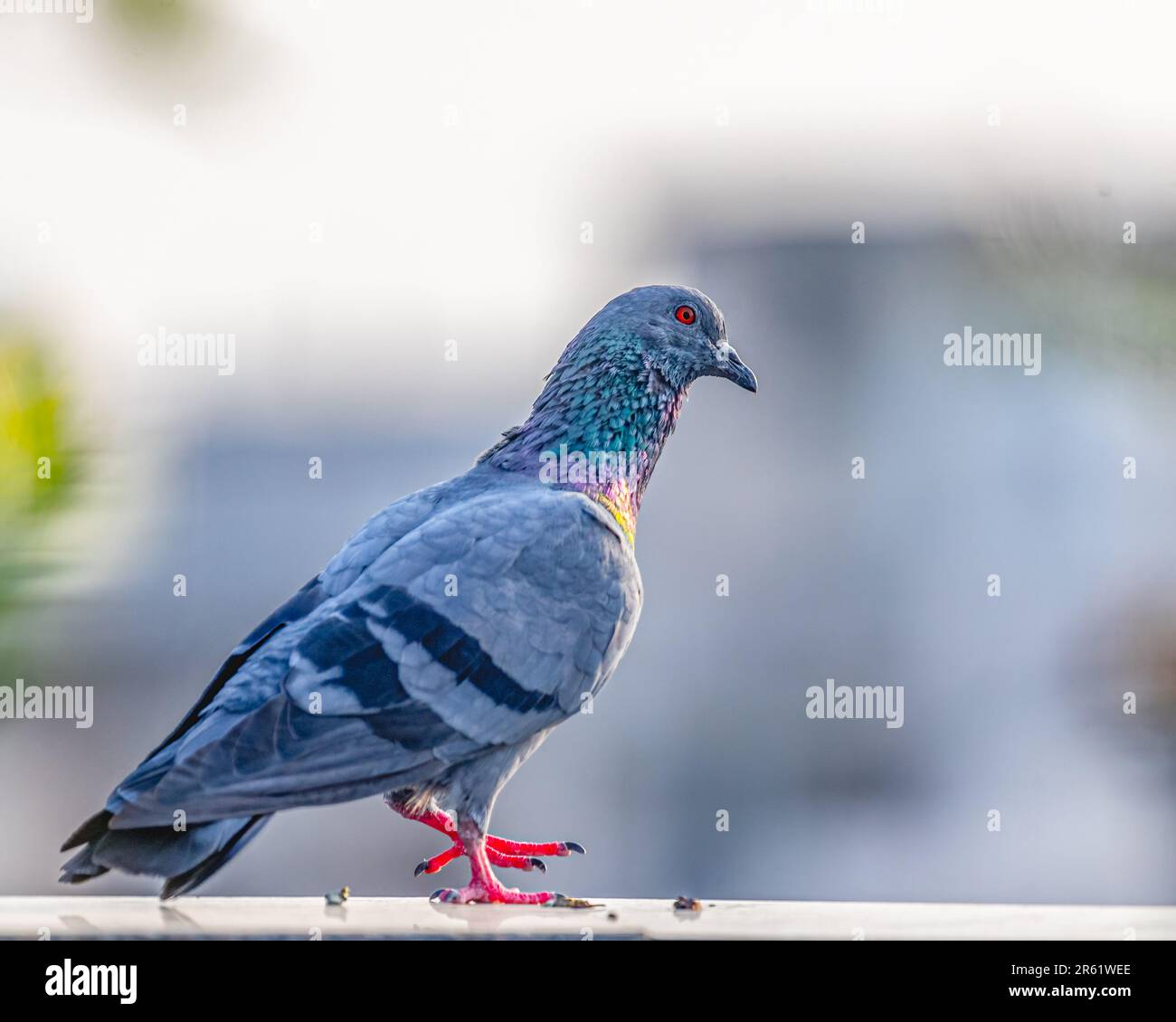 Lifting a leg hi-res stock photography and images - Alamy