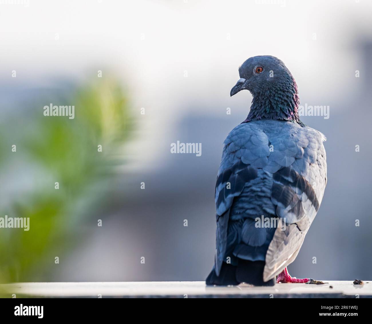 Flock pigeons sitting on roof hi-res stock photography and images - Alamy