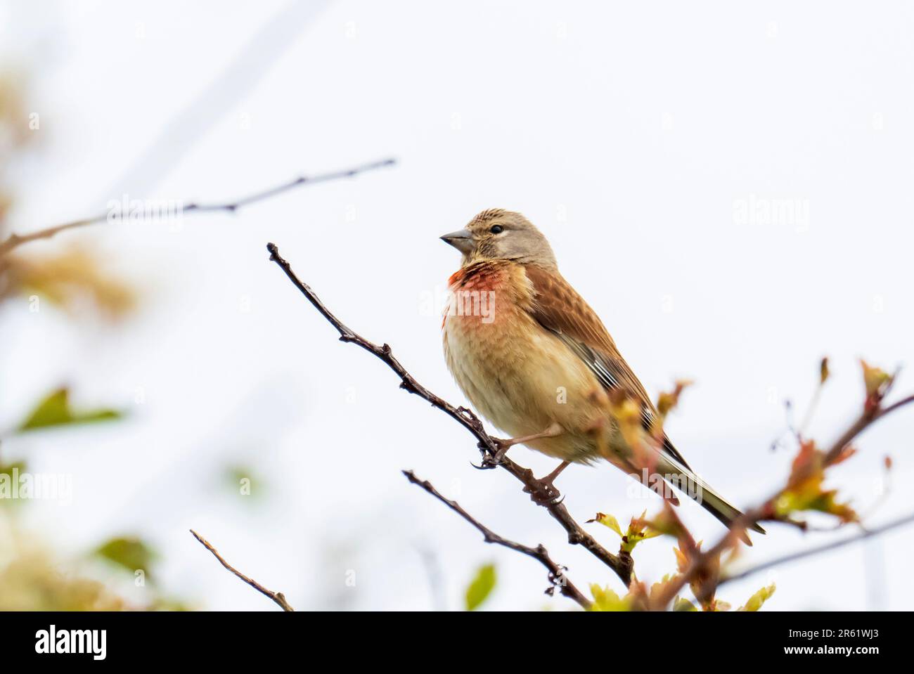 A male Linnet, Linaria cannabina at Low Hauxley nature reserve in ...