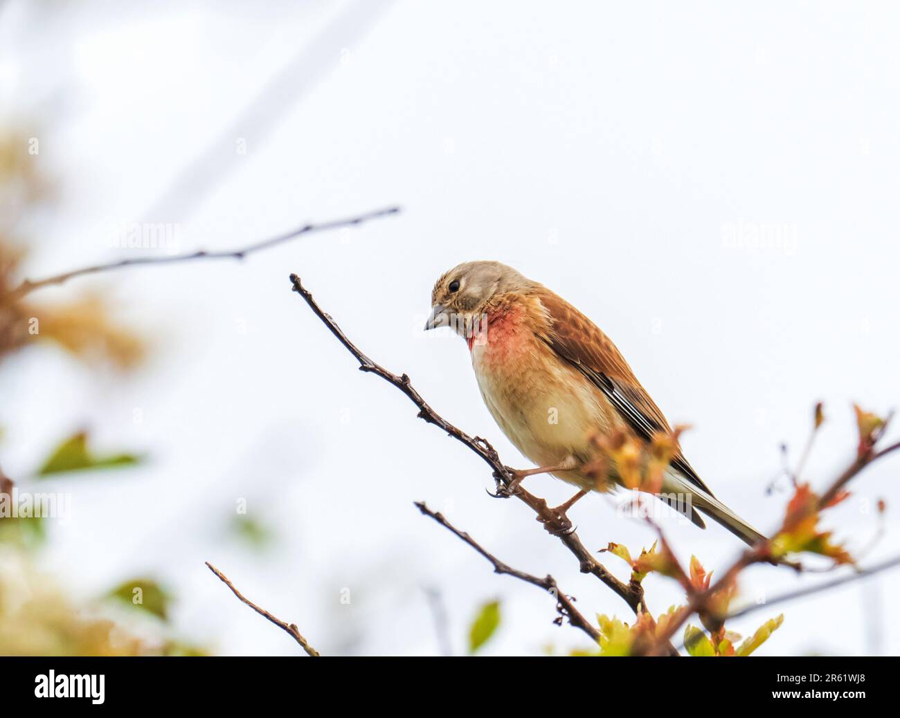 A male Linnet, Linaria cannabina at Low Hauxley nature reserve in ...