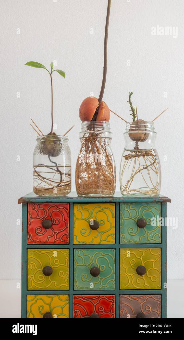 Avocado stone, seed, pip growing in water. Hydroponics, sustainable ...