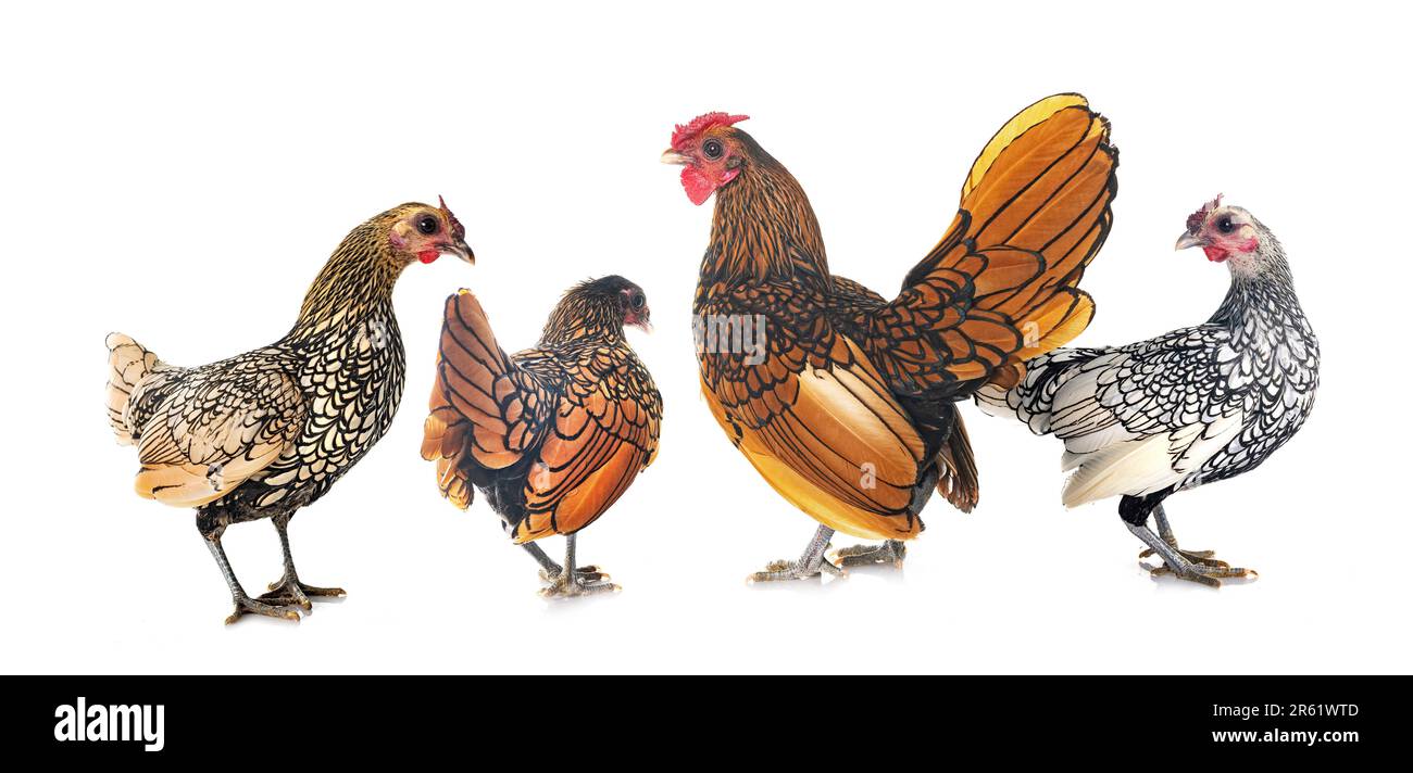 Sebright chicken in front of white background Stock Photo - Alamy