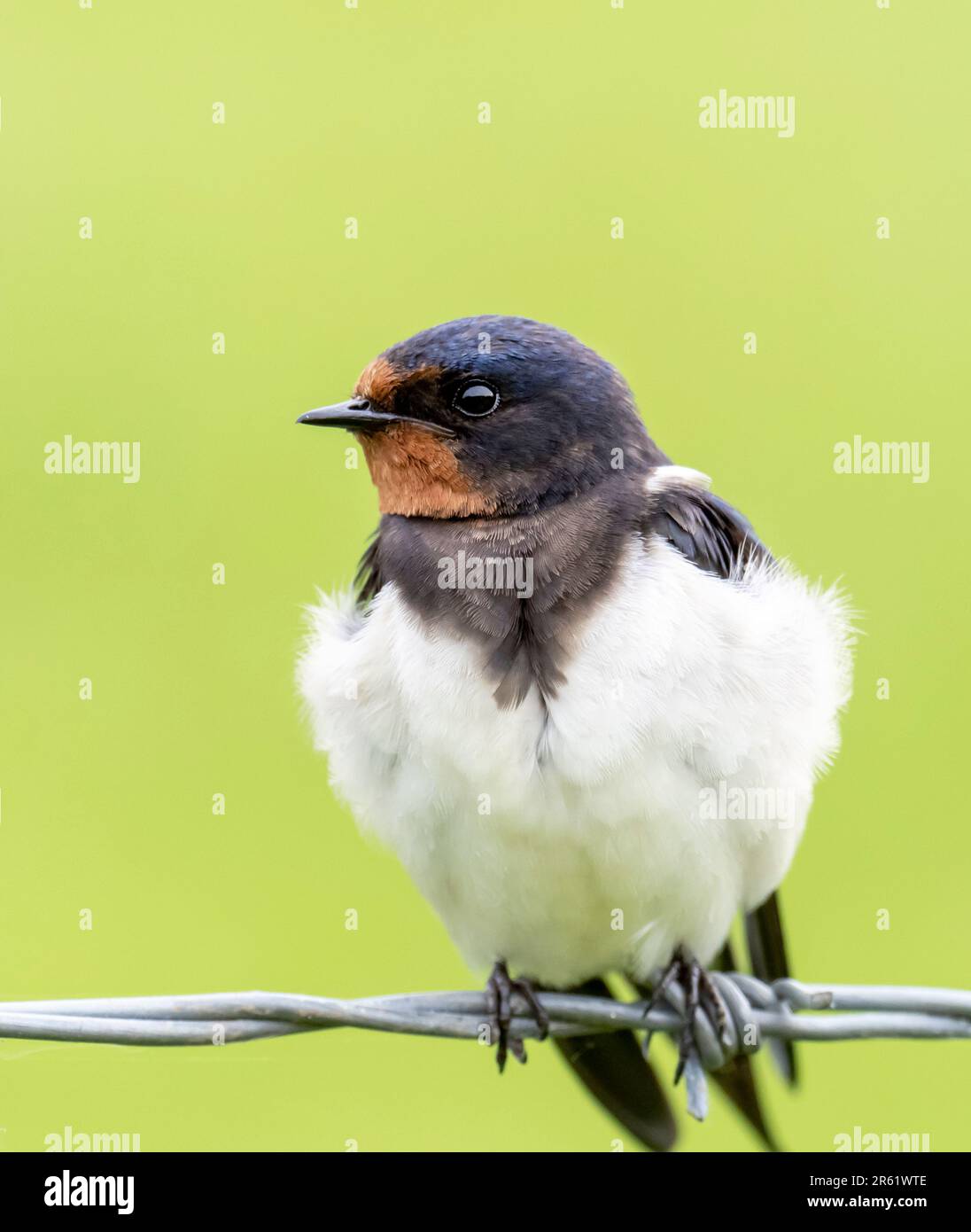 A Barn Swallow, Hirundo rustica, at Druridge nature reserve ...