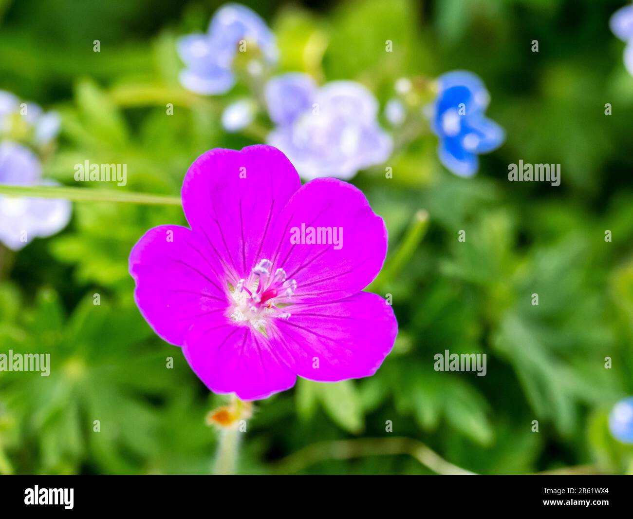 A Bloody Cranesbill, Geranium sanguineum, at Druridge nature reserve ...