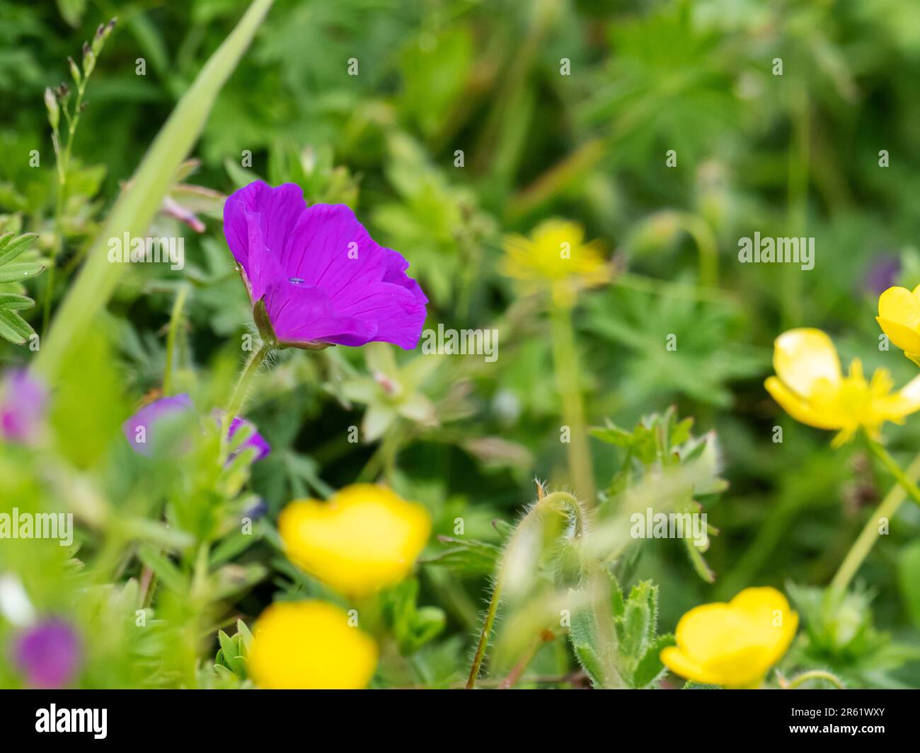 A Bloody Cranesbill, Geranium sanguineum, at Druridge nature reserve ...