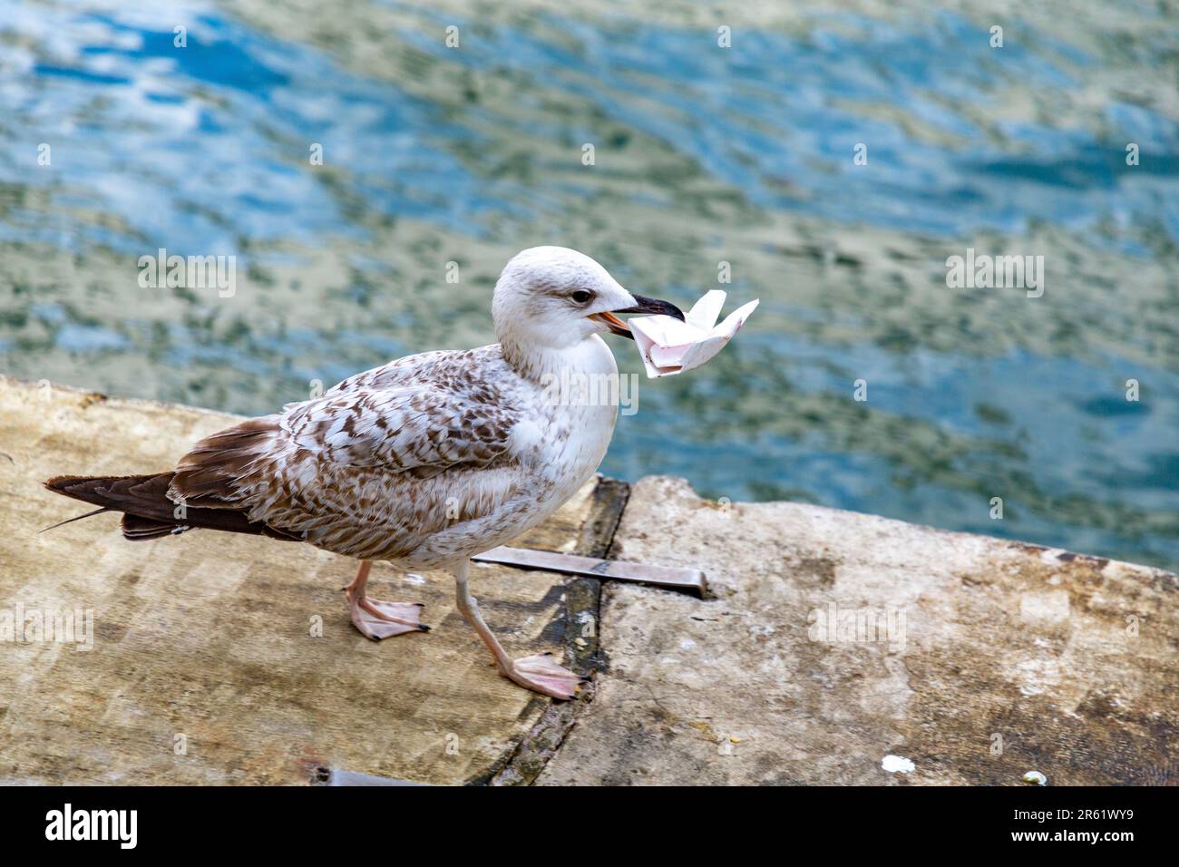 Seagull carrying a piece of paper, urban pollution in Venice, Italy ...