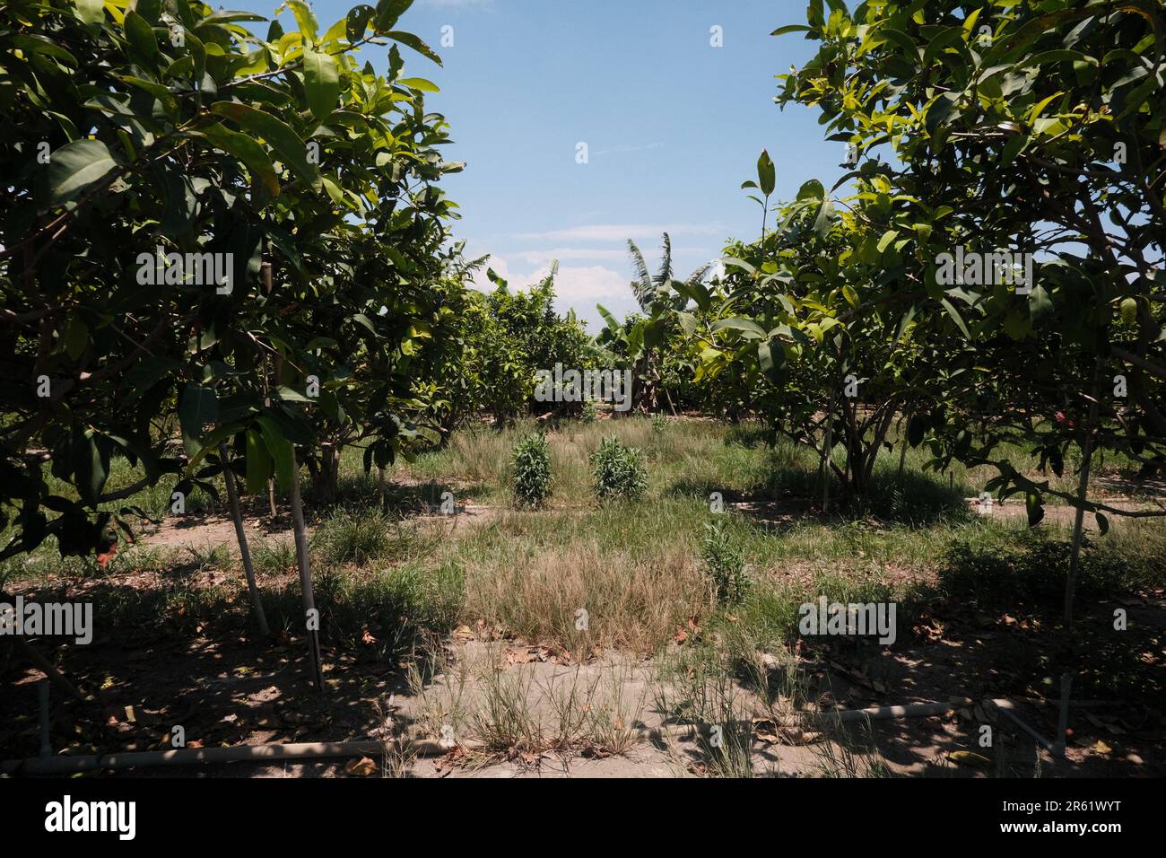 A bucolic landscape featuring an expansive field of lush green grass ...