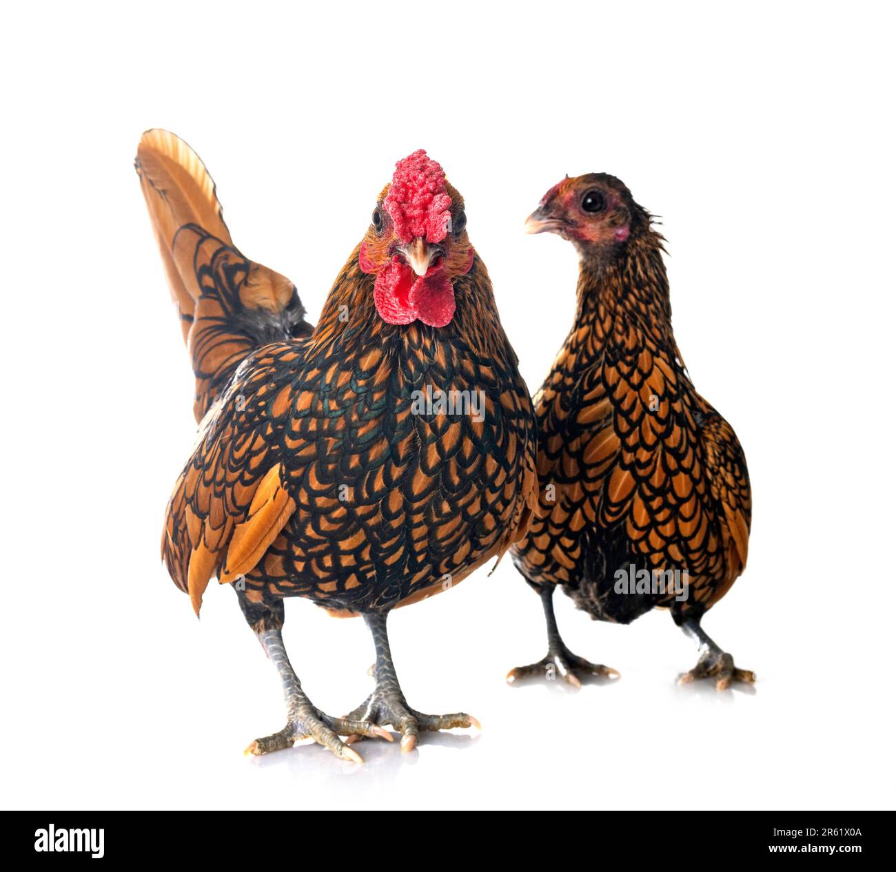 Sebright chicken in front of white background Stock Photo - Alamy