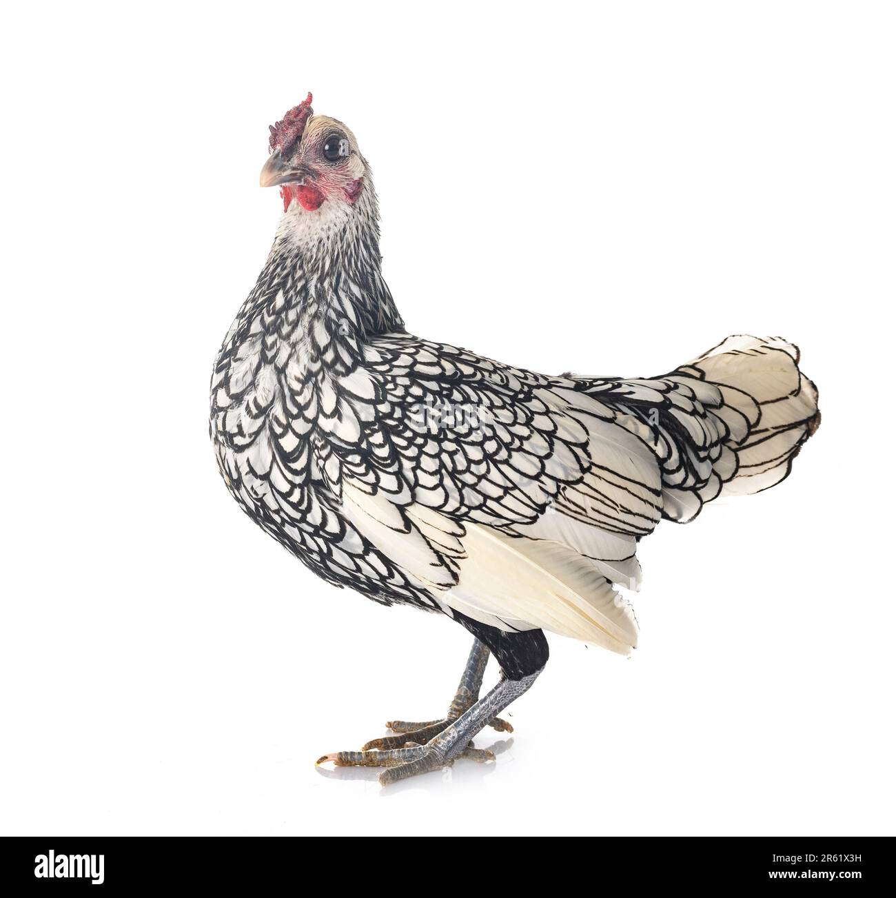 Sebright chicken in front of white background Stock Photo - Alamy