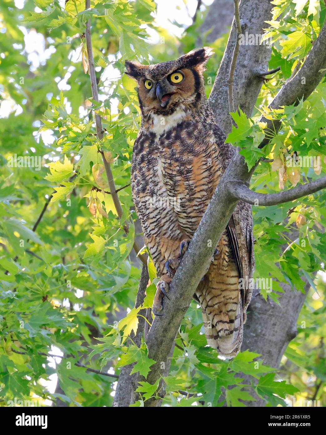 Great-horned Owl perched on a tree branch in the forest, Quebec, Canada ...