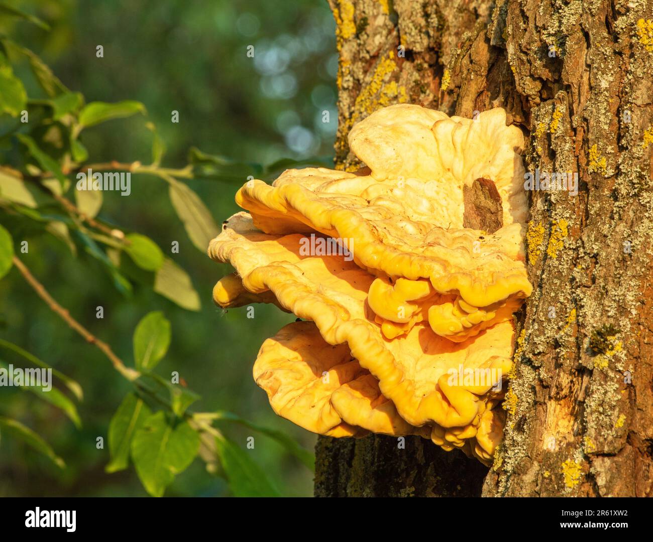 Young tree mushroom of yellow color on the trunk of an old tree Stock ...