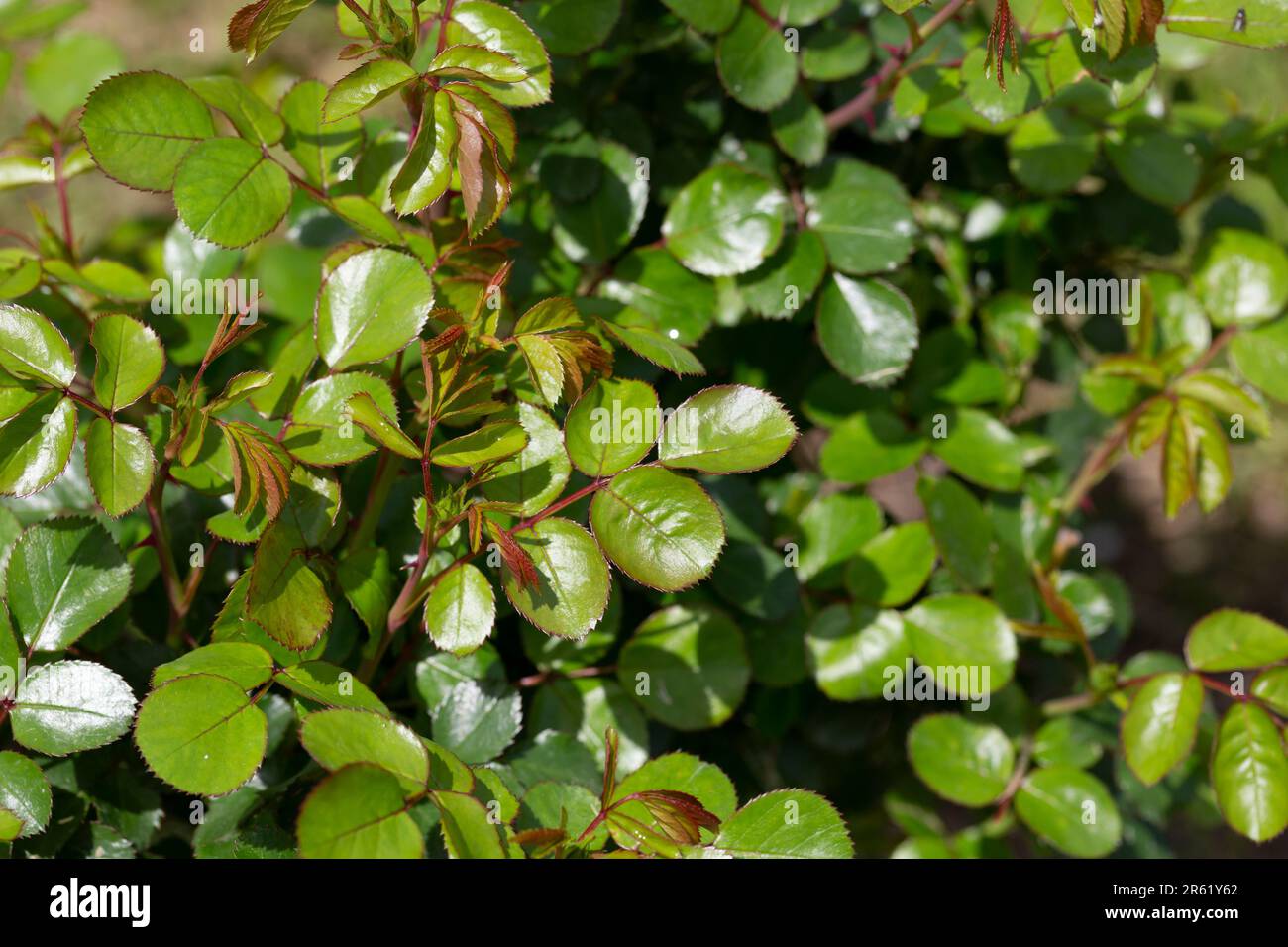Young rose leaves. Background from green leaves of ornamental plant ...