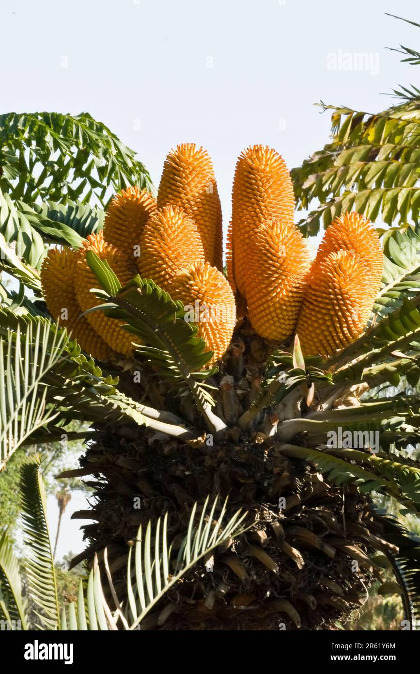 A cluster of large golden colored fruits growing on a tree in the ...