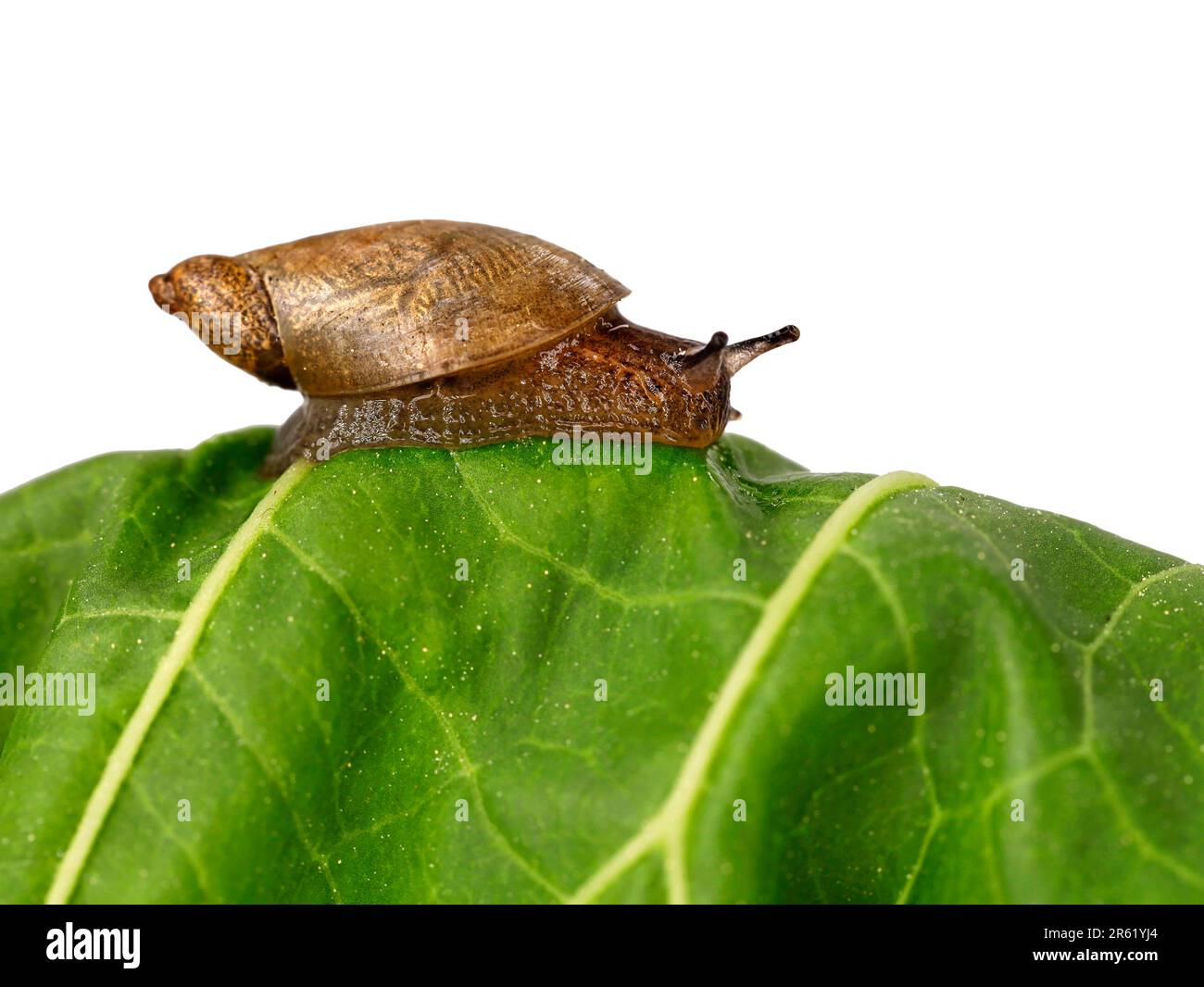 Common amber snail, Succinea putris, on a lettuce leaf, isolated on ...