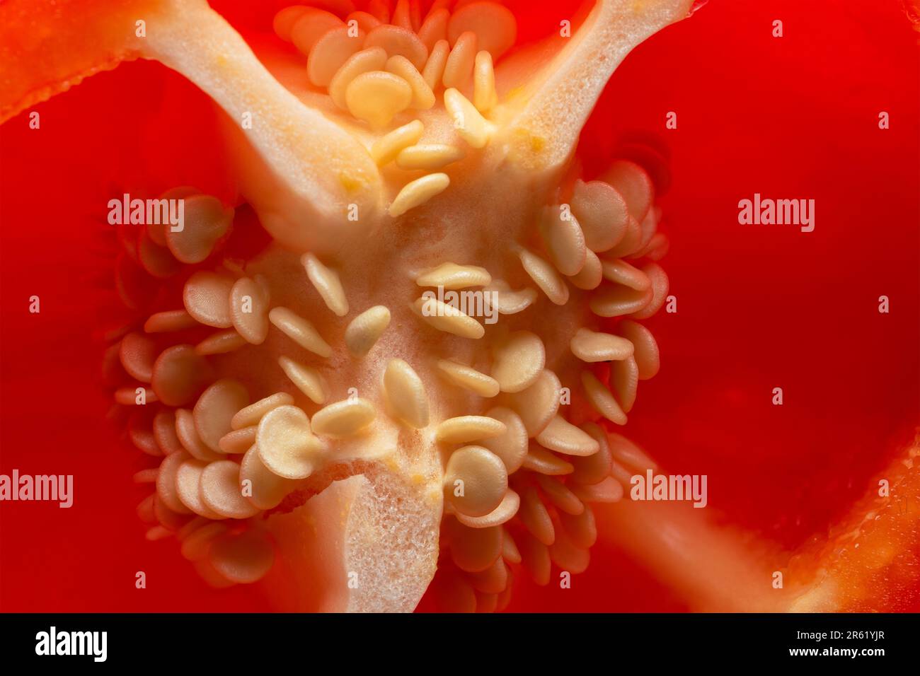 Paprika seeds close-up. A large fresh red paprika is cut in half and ...