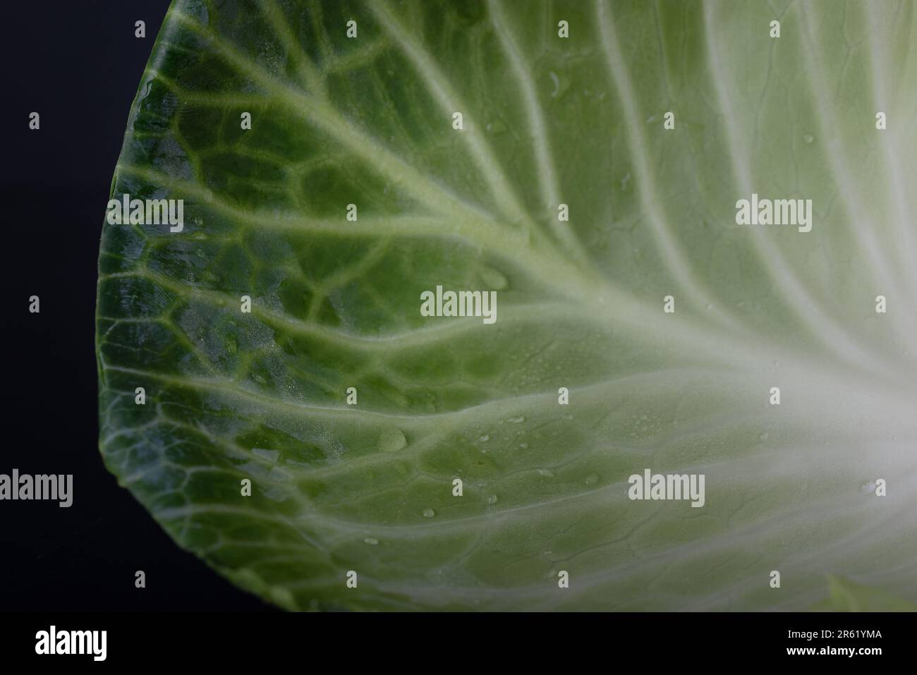 cabbage leaf in macro photography with its ramifications Stock Photo - Alamy