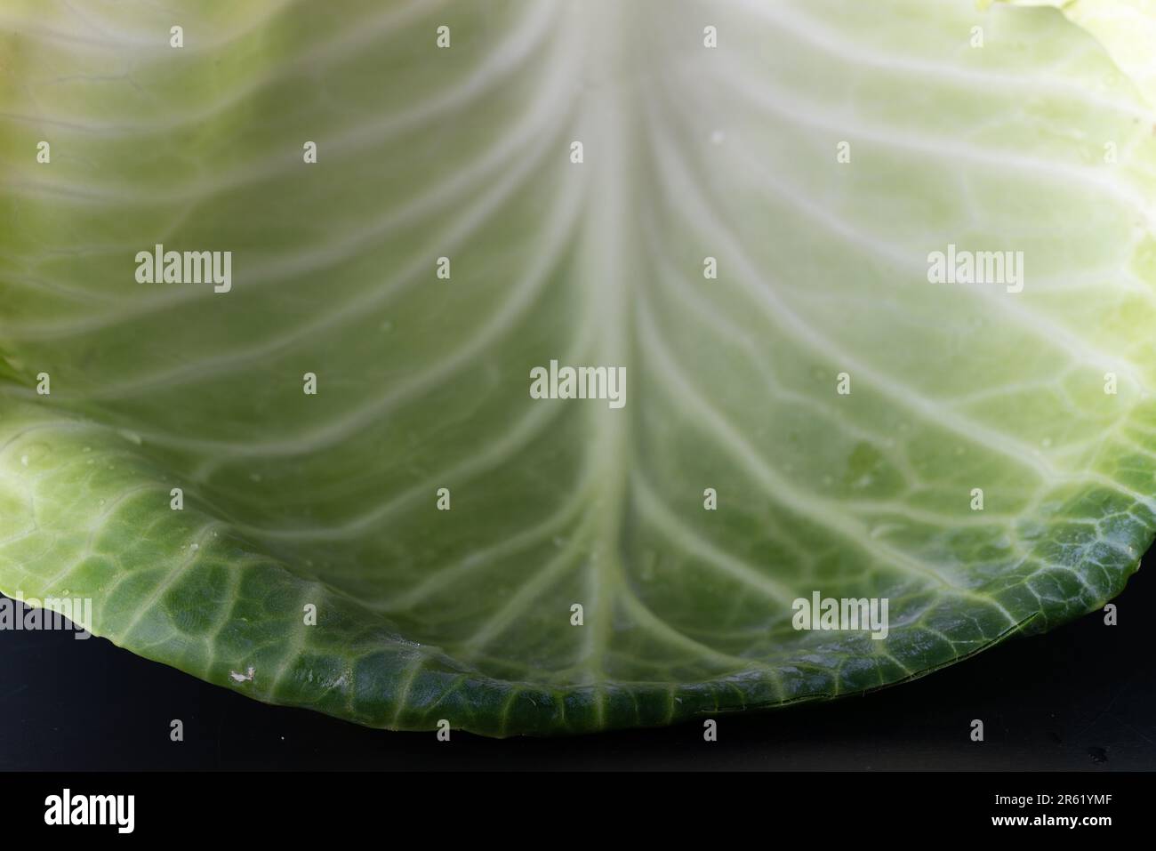 cabbage leaf in macro photography with its ramifications Stock Photo - Alamy