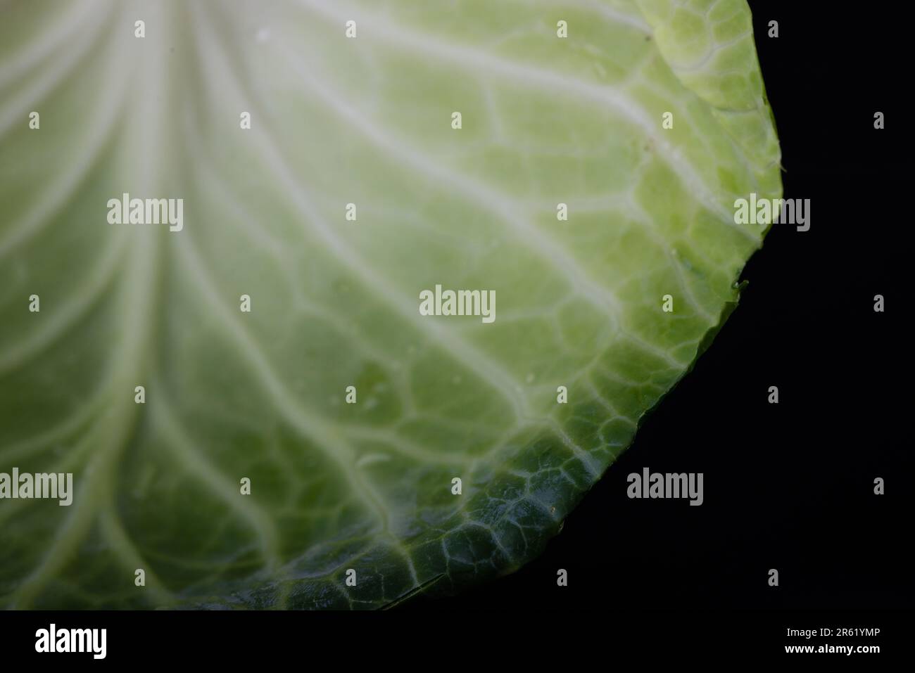 Cabbage agriculture hi-res stock photography and images - Alamy